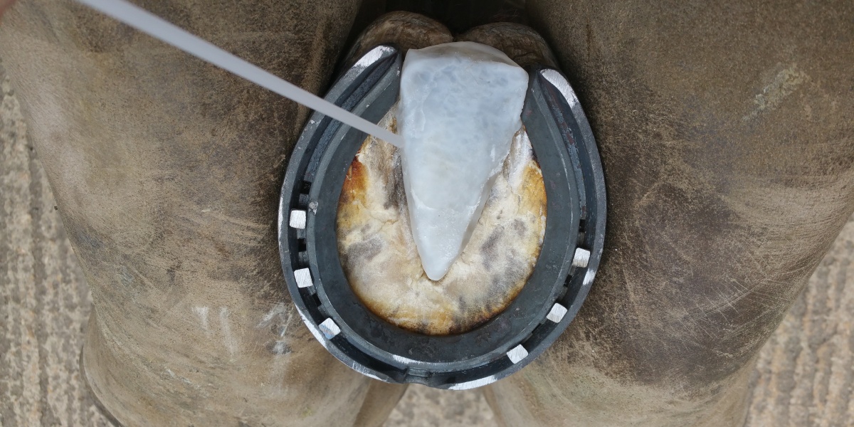 Resources – Imprint Equine Foot Care