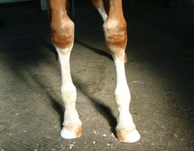 Lateral Extension – Imprint Equine Foot Care