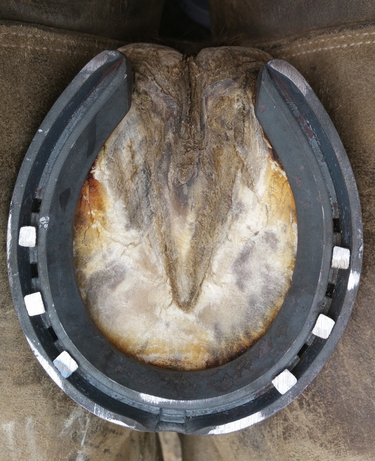 Imprint Emergency Frog Cast – Imprint Equine Foot Care