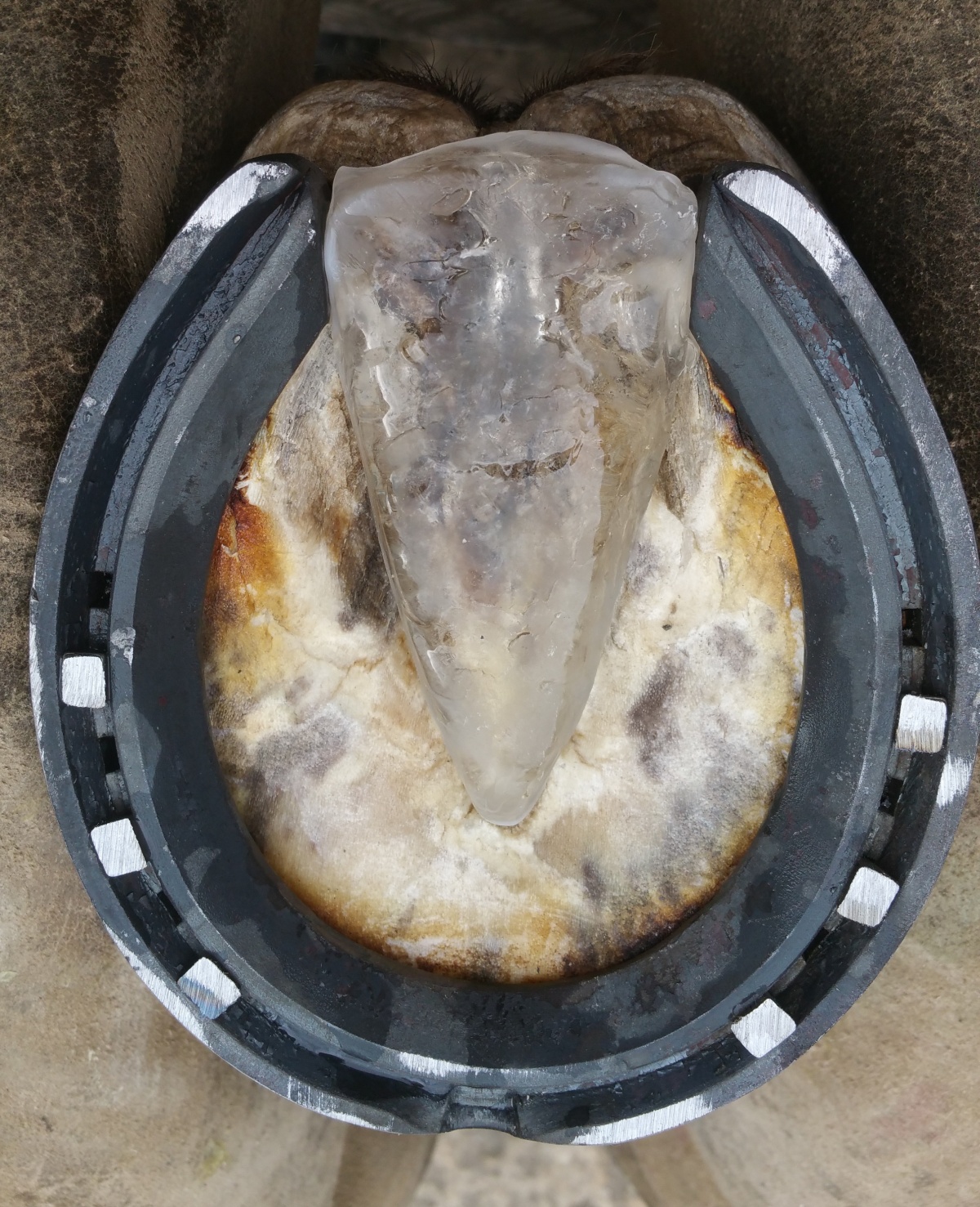 Imprint Emergency Frog Cast – Imprint Equine Foot Care